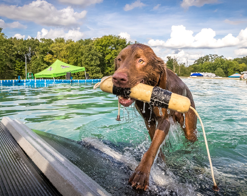 Home Page [splashpooldogs.com]